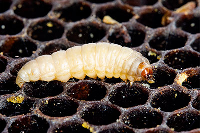 Teignes Blanches - Appâts Naturels Efficaces pour la Pêche en Eau Douce ...